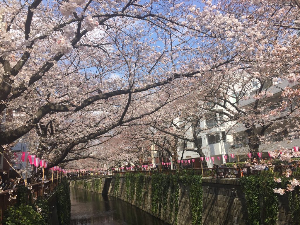 Cherry Blossom Viewing | Cherry Blossom Viewing | cORE cONNECTIONS