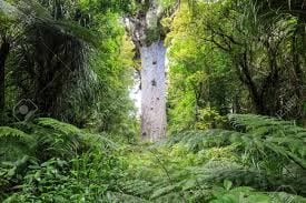 Kauri Tree | Kauri Tree | cORE cONNECTIONS